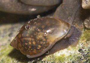 Bladder Snail Ultimate Care Guide & Species Overview | Fishkeeping World