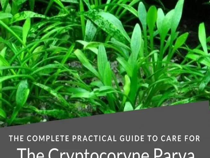 The Complete Guide to Rotala Wallichii Care