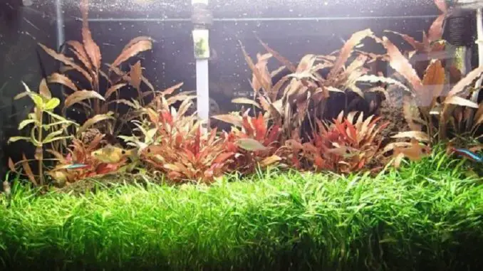 Cryptocoryne Parva - The Complete Practical Care Guide