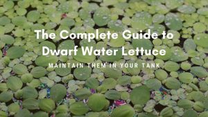 Dwarf Water Lettuce - The Complete Guide On How To Maintain Them