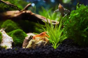 Mexican Dwarf Crayfish - The Complete Practical Care Guide