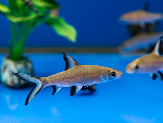 Rainbow Shark Care 101: The Only Care Guide You'll Ever Need