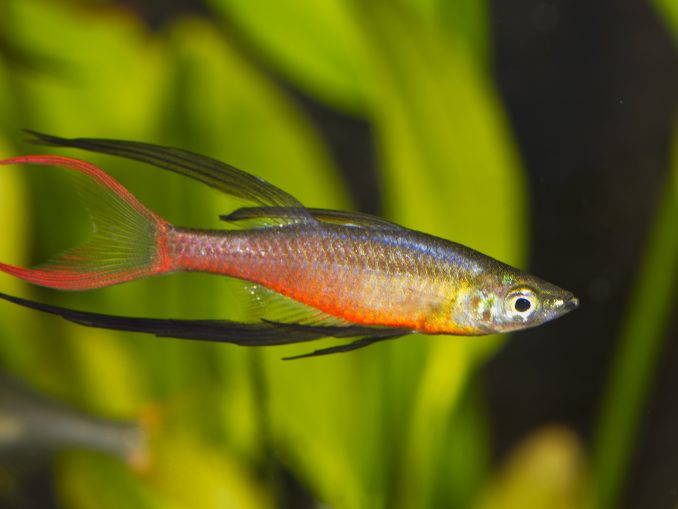 The Complete Guide to Rosy Red Minnows Care | Fishkeeping World
