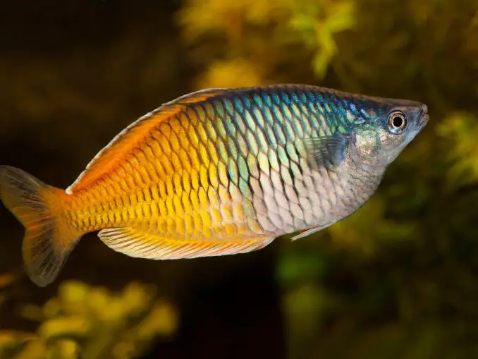 The Complete Guide to Rosy Red Minnows Care | Fishkeeping World