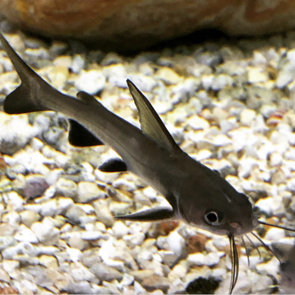 10 Types of Freshwater Sharks & How to Care for Them | Fishkeeping World
