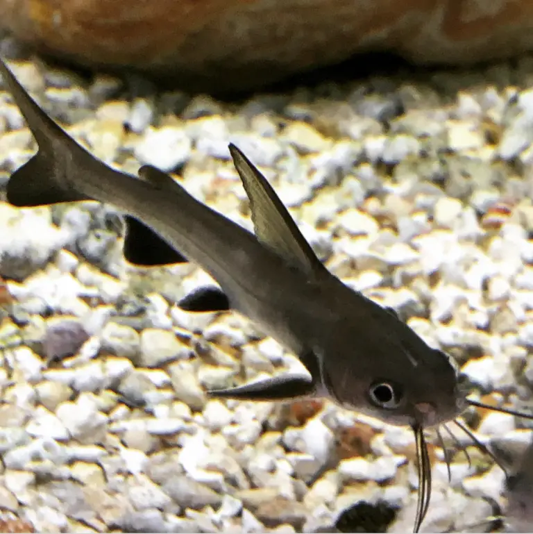 10 Types of Freshwater Sharks & How to Care for Them | Fishkeeping World