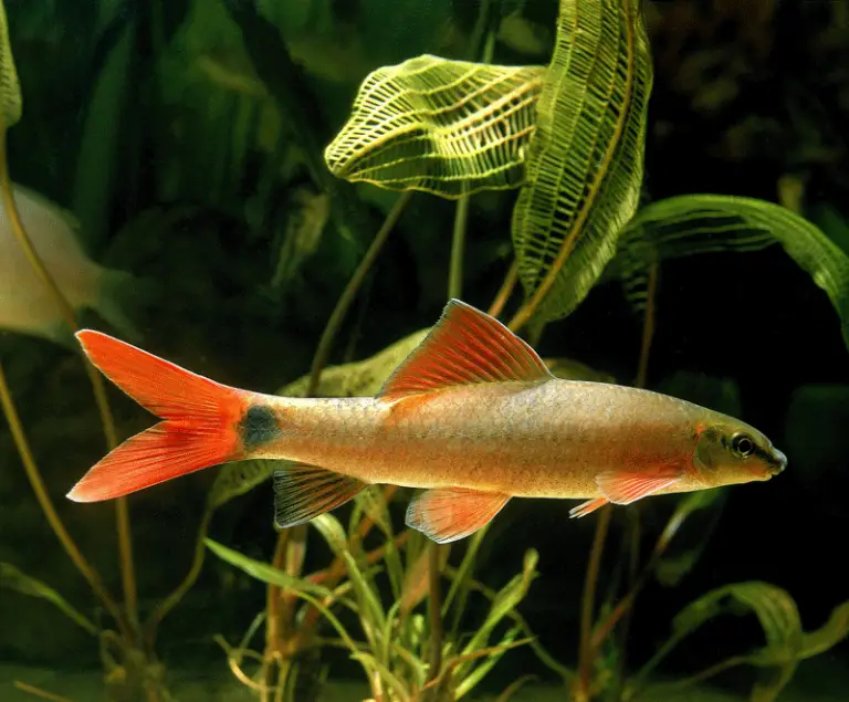 10 Types of Freshwater Sharks & How to Care for Them | Fishkeeping World