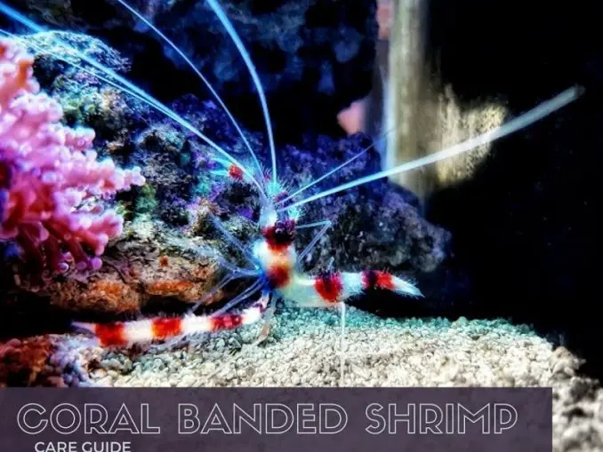 Fire (Blood) Shrimp Care Guide & Species Profile