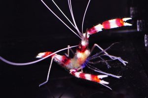 The Essential Coral Banded Shrimp Care Guide | Fishkeeping World