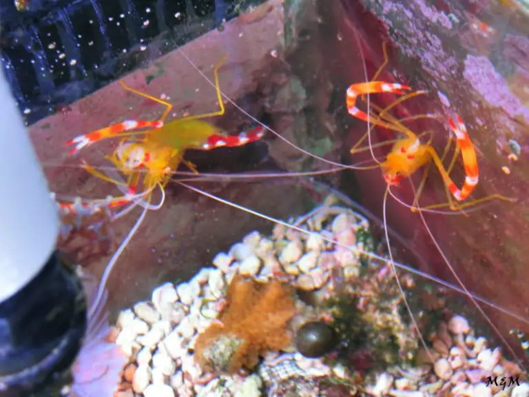 The Essential Coral Banded Shrimp Care Guide | Fishkeeping World
