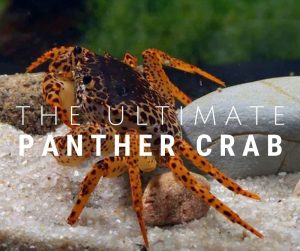 Panther Crab Care Guide & Species Profile | Fishkeeping World