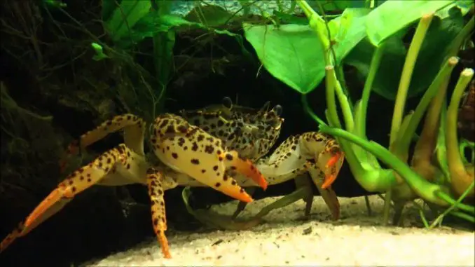 Panther Crab Care Guide & Species Profile | Fishkeeping World