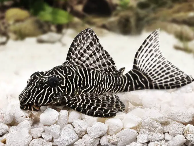 The Complete Guide to Gulper Catfish Care | Fishkeeping World