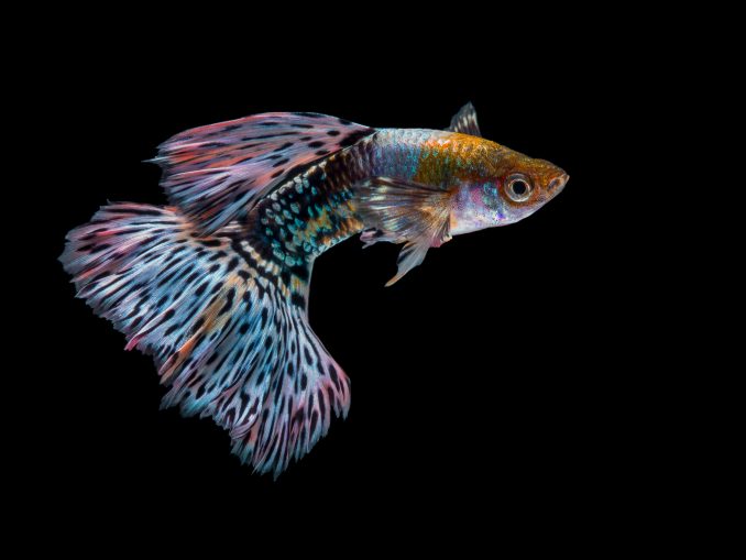 The Ultimate Jungle Val Care Guide | Fishkeeping World