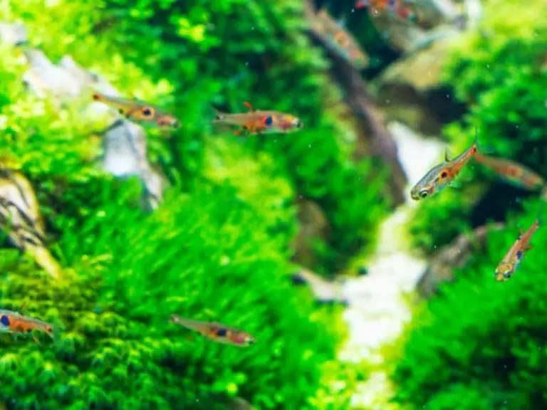 The Complete Guide to Chili Rasbora Care | Fishkeeping World
