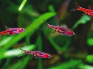 The Complete Guide to Chili Rasbora Care | Fishkeeping World