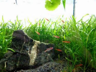 The Complete Guide to Chili Rasbora Care | Fishkeeping World