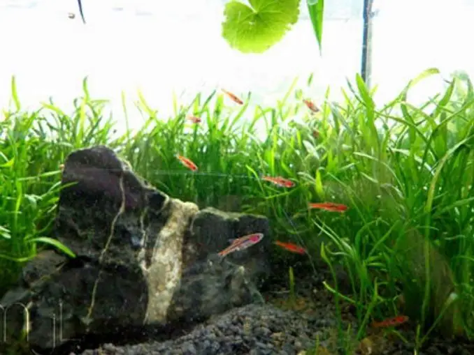 The Complete Guide to Chili Rasbora Care | Fishkeeping World
