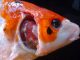 The Complete Guide to Fish Fungus - Fishkeeping World