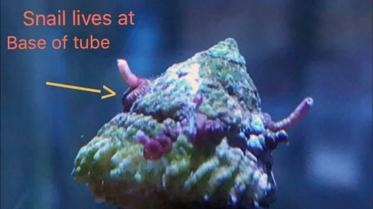 The Detailed Guide to Vermetid Snails and Their Removal - Fishkeeping World