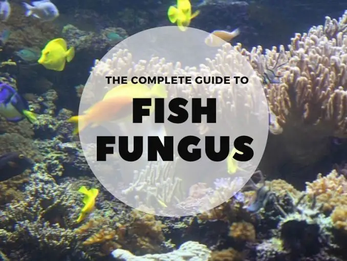 Ich Treatment & Prevention Guide | Fishkeeping World