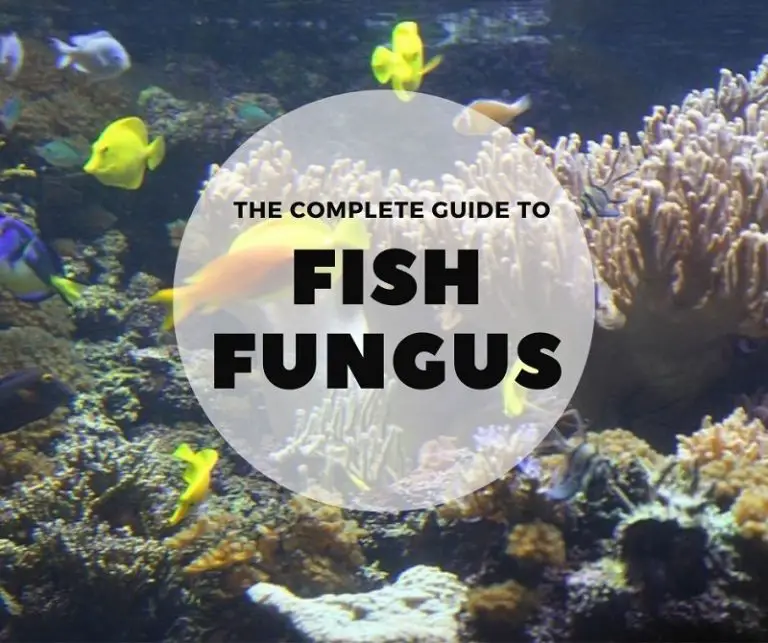 The Complete Guide to Fish Fungus - Fishkeeping World