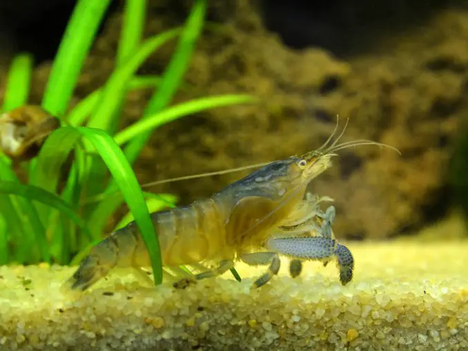 Fire (Blood) Shrimp Care Guide & Species Profile