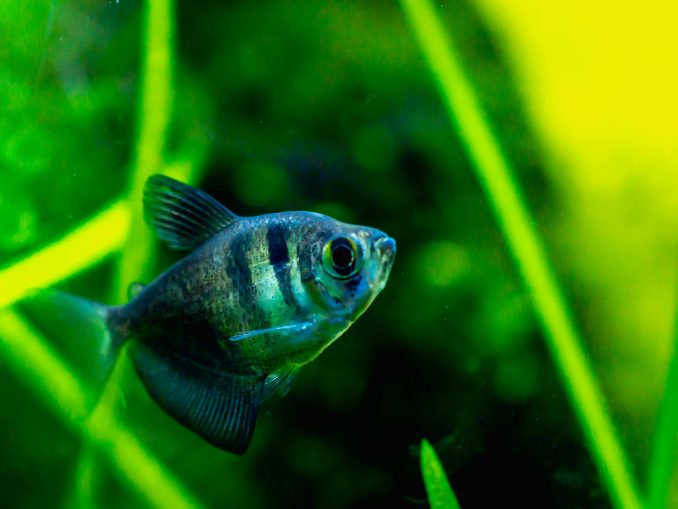 Pristella Tetra Care & Species Profile | Fishkeeping World