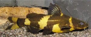The Ultimate Bumblebee Catfish Care Guide | Fishkeeping World