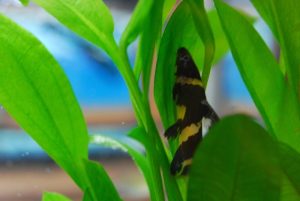 The Ultimate Bumblebee Catfish Care Guide | Fishkeeping World