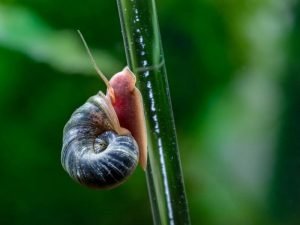 Ramshorn Snails [Care, Shell Problems, & Tank Size] | Fishkeeping World