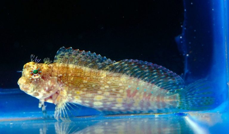The Ultimate Lawnmower Blenny Care Guide | Fishkeeping World
