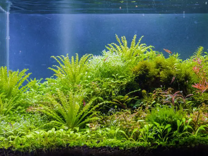 Java Moss: Care & How to Plant and Grow | Fishkeeping World