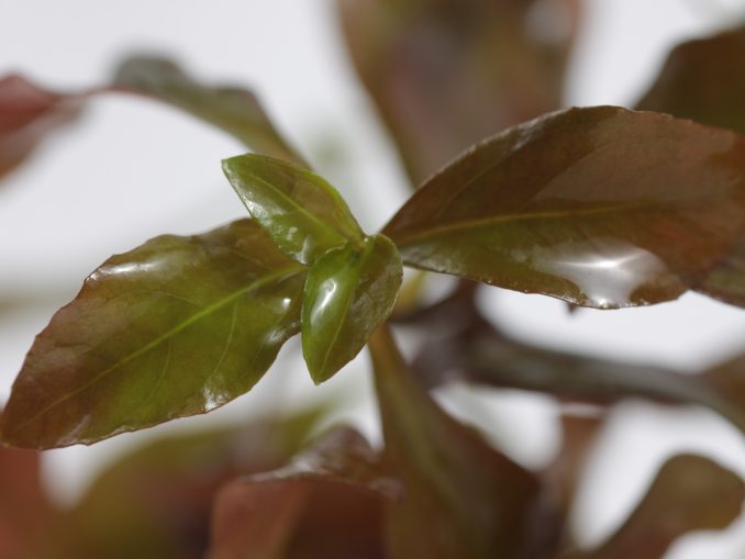 The Complete Bucephalandra Care Guide | Fishkeeping World