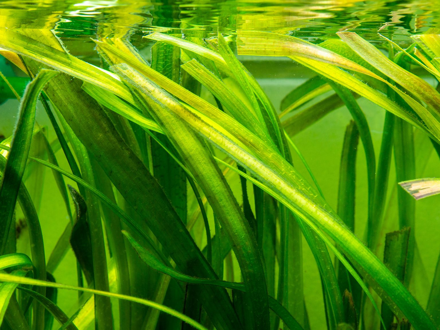 12 Best Aquarium Plants - 2025 Guide and Reviews | Fishkeeping World