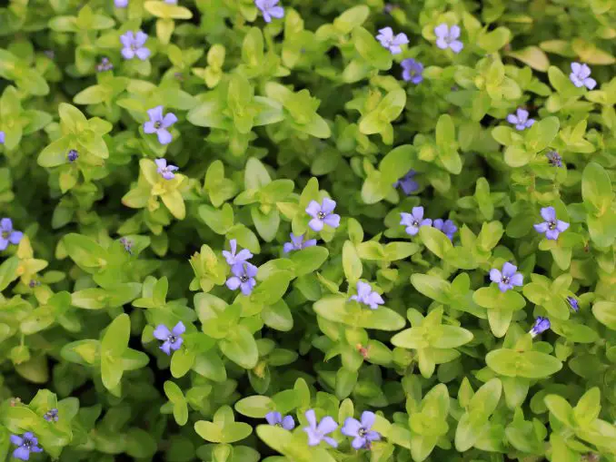 The Complete Guide to Rotala Wallichii Care