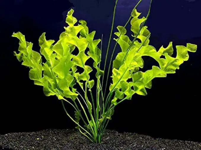 The Complete Guide to Rotala Wallichii Care