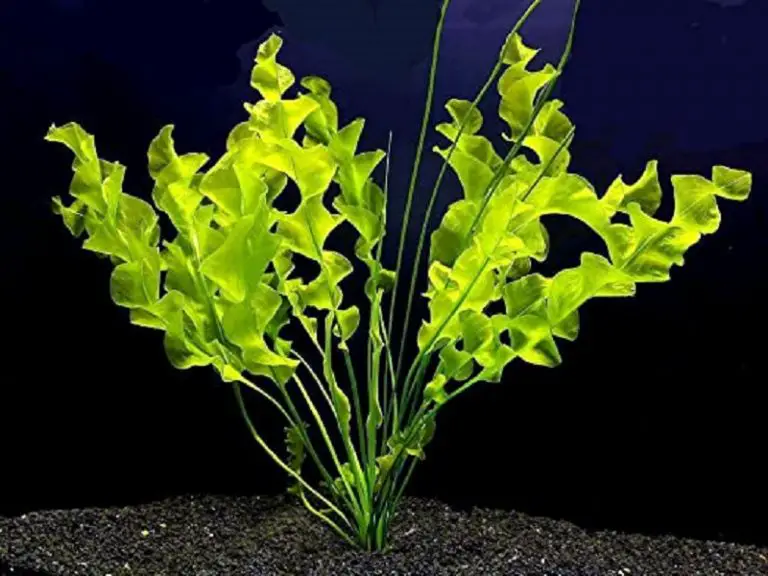 Java Moss: Care & How to Plant and Grow | Fishkeeping World