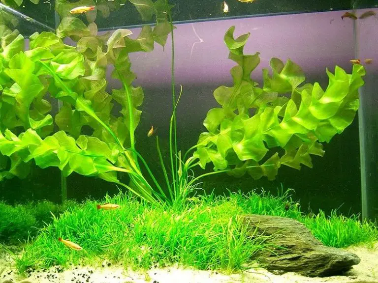 The Complete Guide to Aponogeton Care - Fishkeeping World