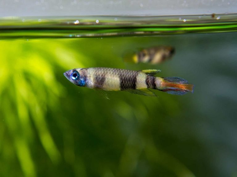 The Complete Guide to Clown Killifish Care | Fishkeeping World