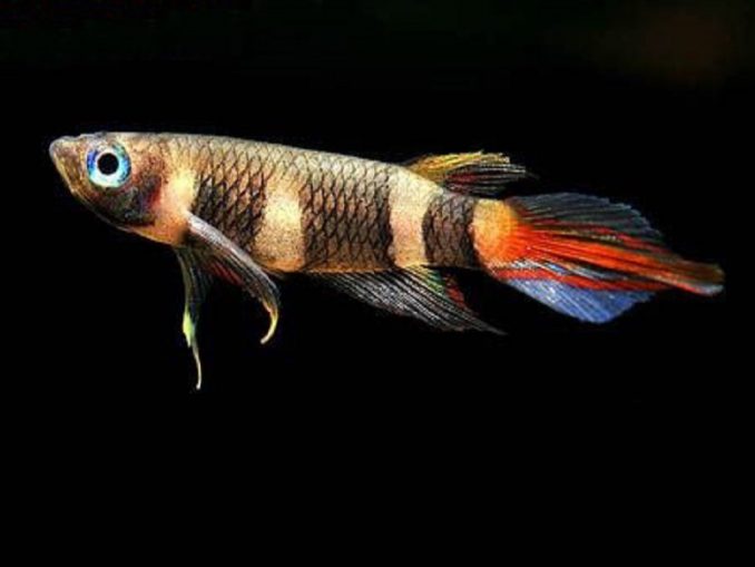 The Complete Guide to Clown Killifish Care | Fishkeeping World