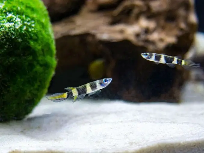 The Complete Guide to Clown Killifish Care | Fishkeeping World