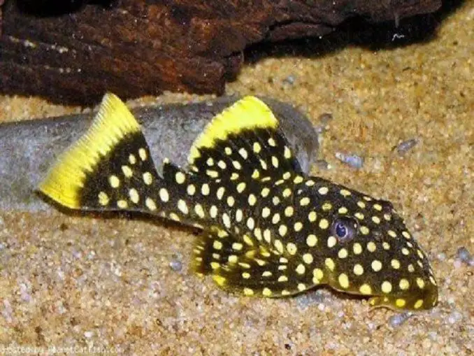 The Complete Guide to Royal Pleco Care | Fishkeeping World