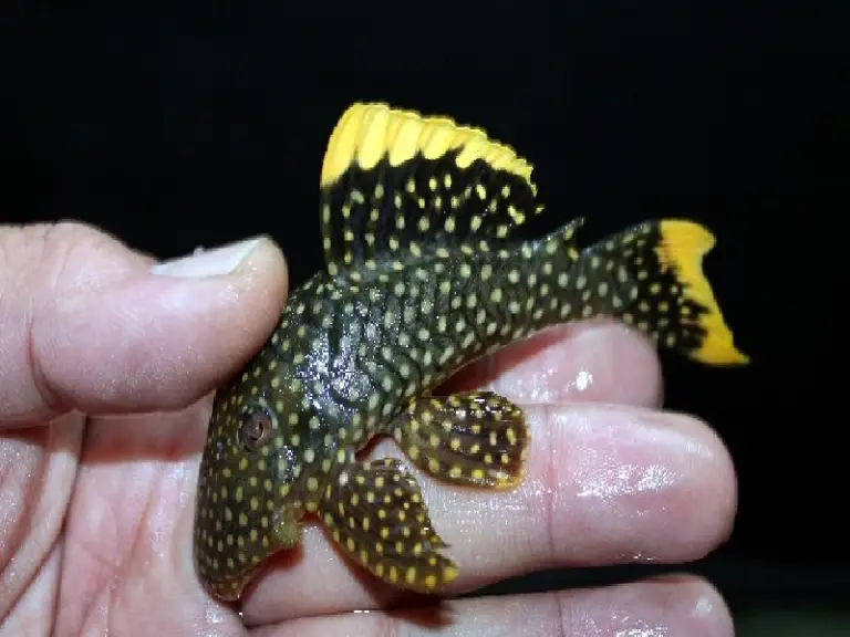 The Complete Guide to Gold Nugget Pleco Care | Fishkeeping World