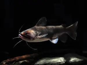 The Complete Guide to Eclipse Catfish Care | Fishkeeping World