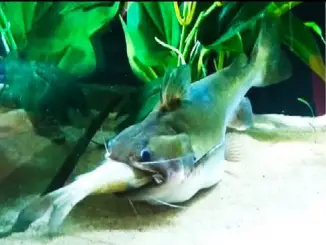 The Complete Guide to Gulper Catfish Care | Fishkeeping World