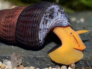 The Complete Guide to Rabbit Snail Care | Fishkeeping World