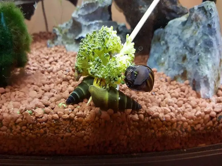 The Complete Guide to Rabbit Snail Care | Fishkeeping World