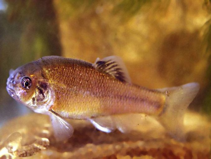 The Complete Guide to Rosy Red Minnows Care | Fishkeeping World