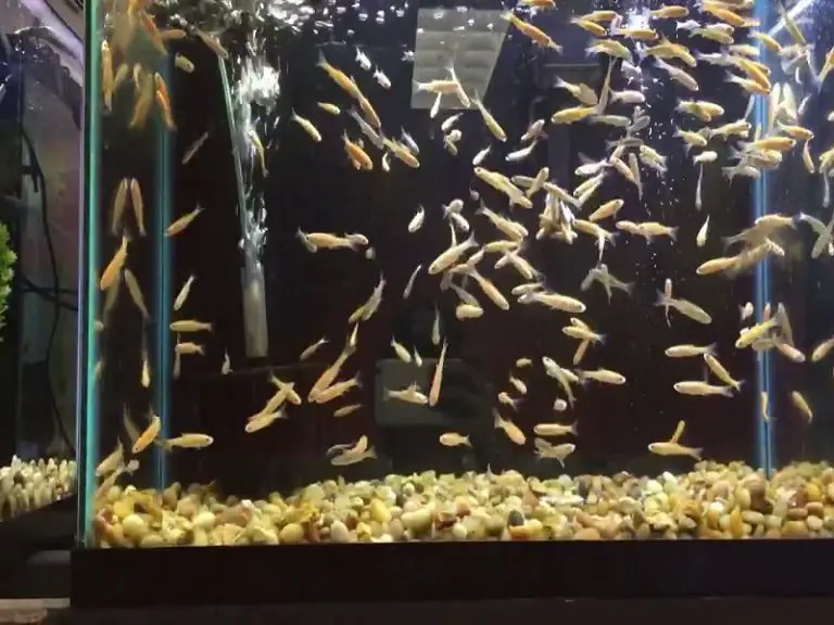The Complete Guide to Rosy Red Minnows Care | Fishkeeping World